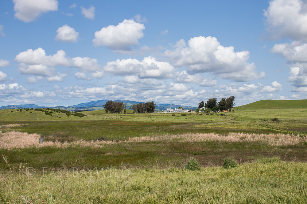 Rush Ranch - A trip to the Sacramento-San Joaquin Delta - East Bay Wild!