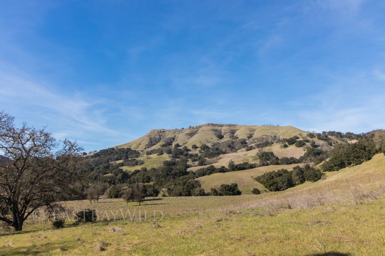 Sunol Regional Wilderness - Flag Hill Trail - East Bay Wild!