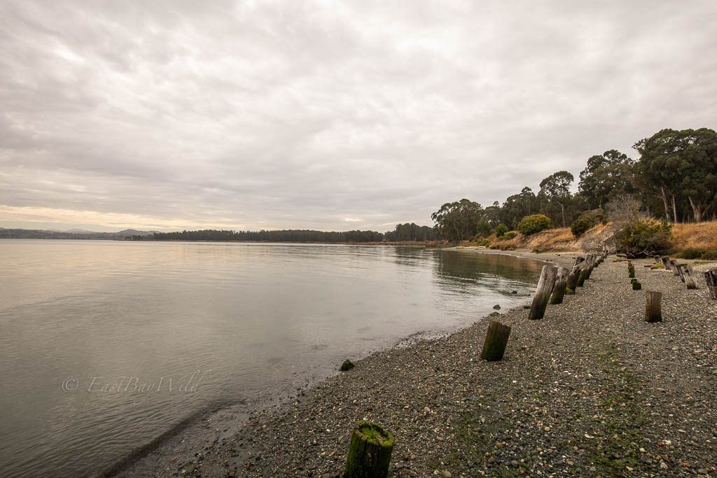 Point Pinole Regional Shoreline Hiking and Picnicking - East Bay Wild!